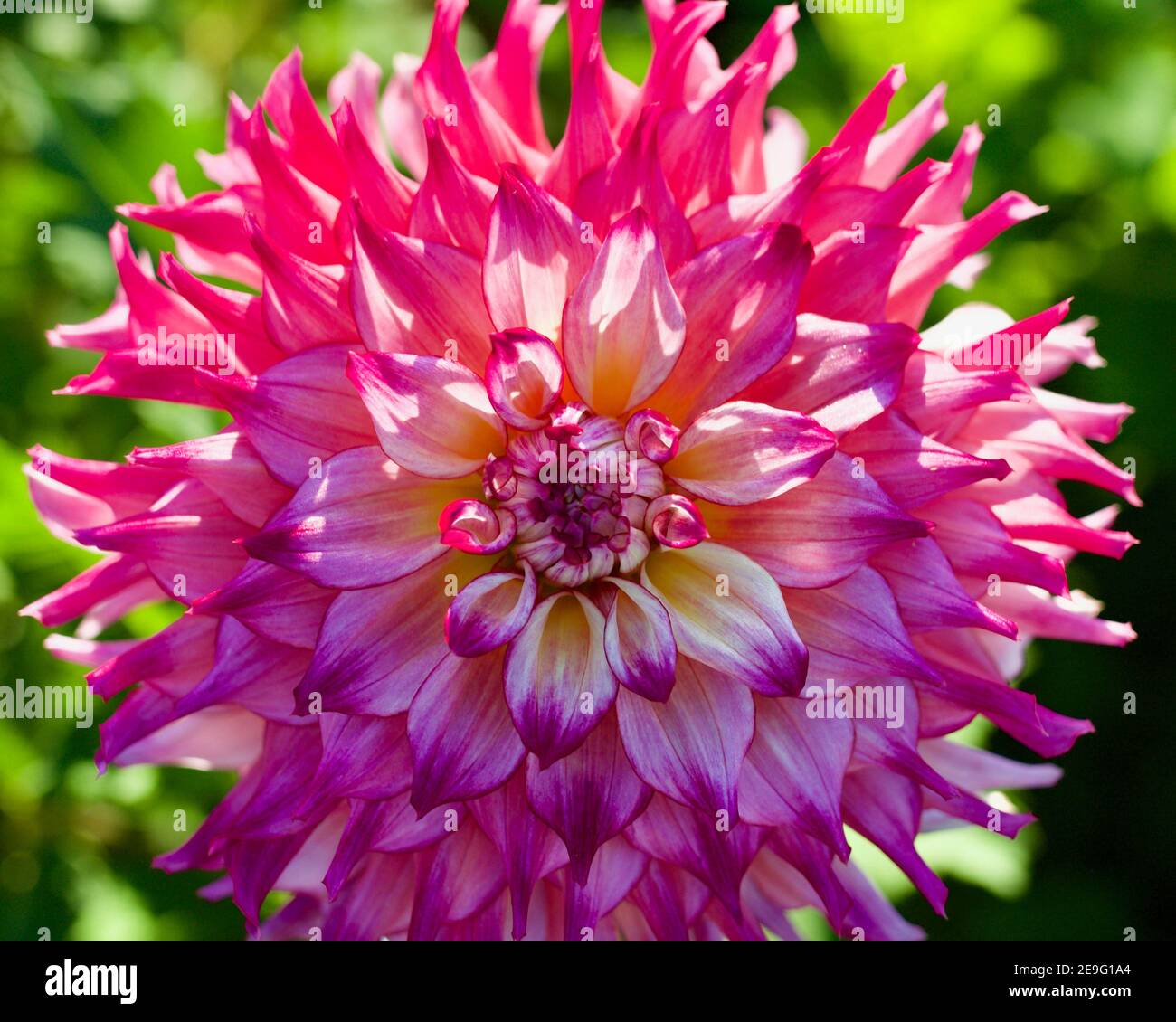 Spoiled Rotten dahlia captured at Swan Island Dahlias in Canby, Oregon ...