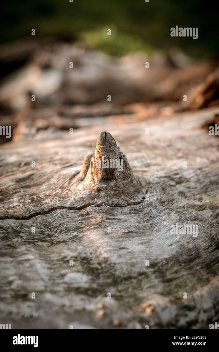 Tree knob hi-res stock photography and images - Alamy