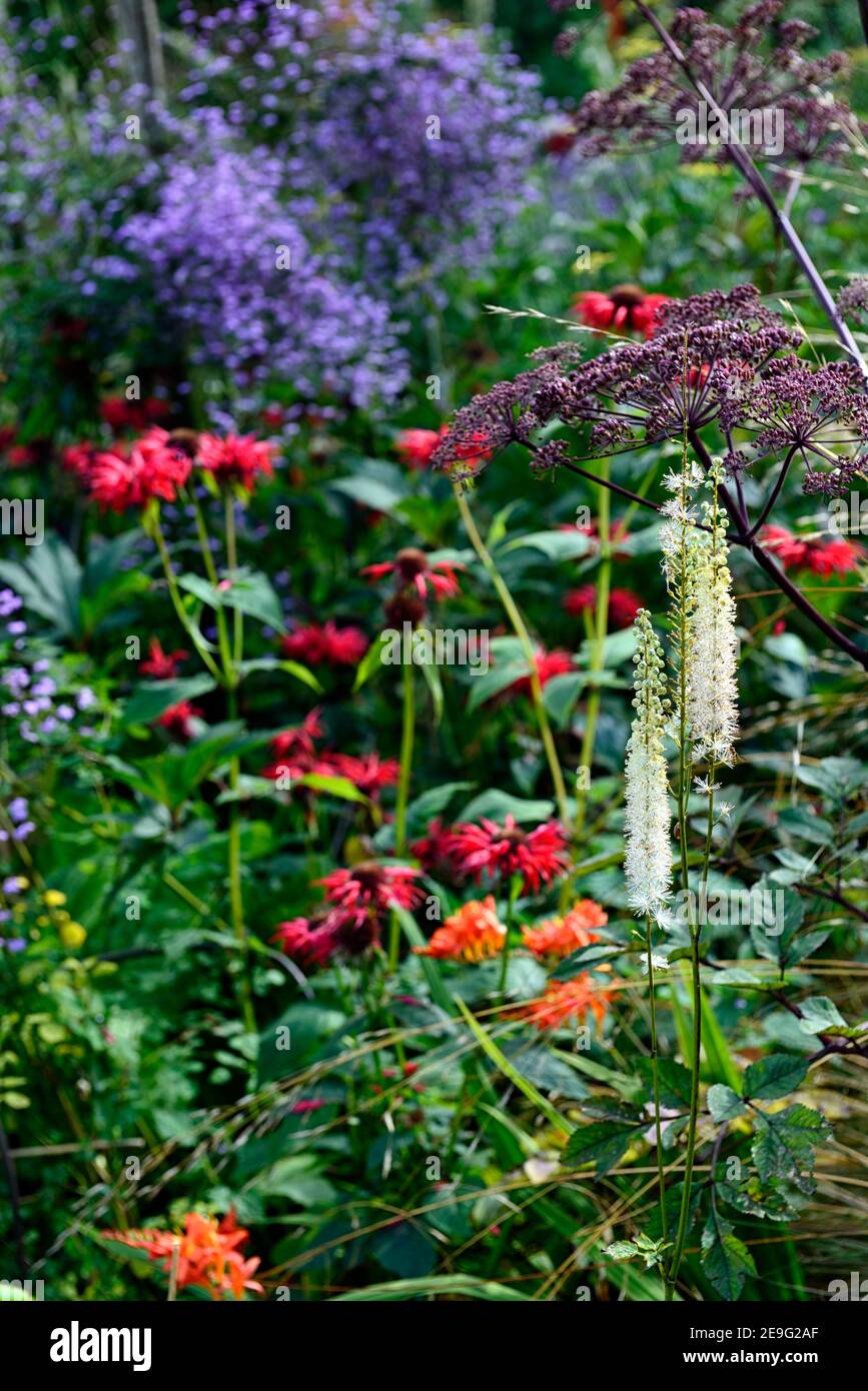 Actaea cordifolia Blickfang,angelica purpurea,thalictrum,monarda ...