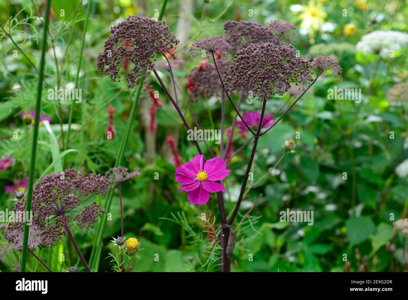 Cosmos bipinnatus Dazzler,carmine pink cosmos flowers,flowers,flower ...