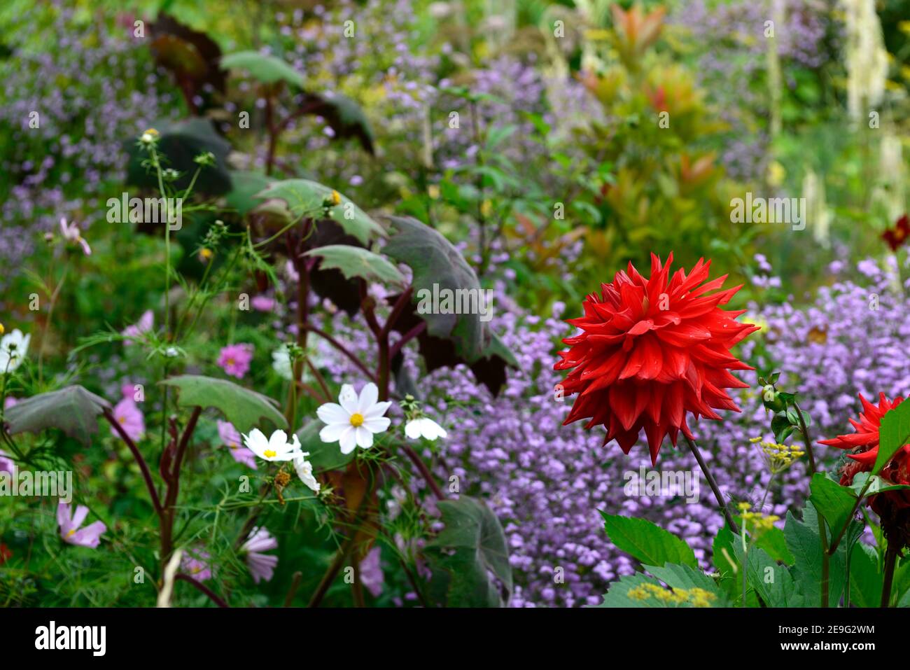 Dahlia taratahi ruby dahlia hi-res stock photography and images - Alamy