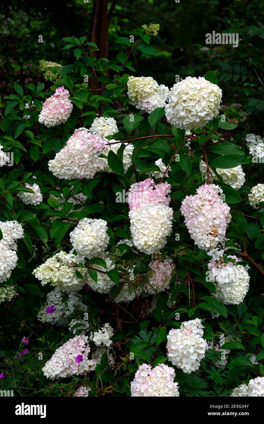 Hydrangea paniculata ruby,hydrangeas,white flowers,white panicles,white ...