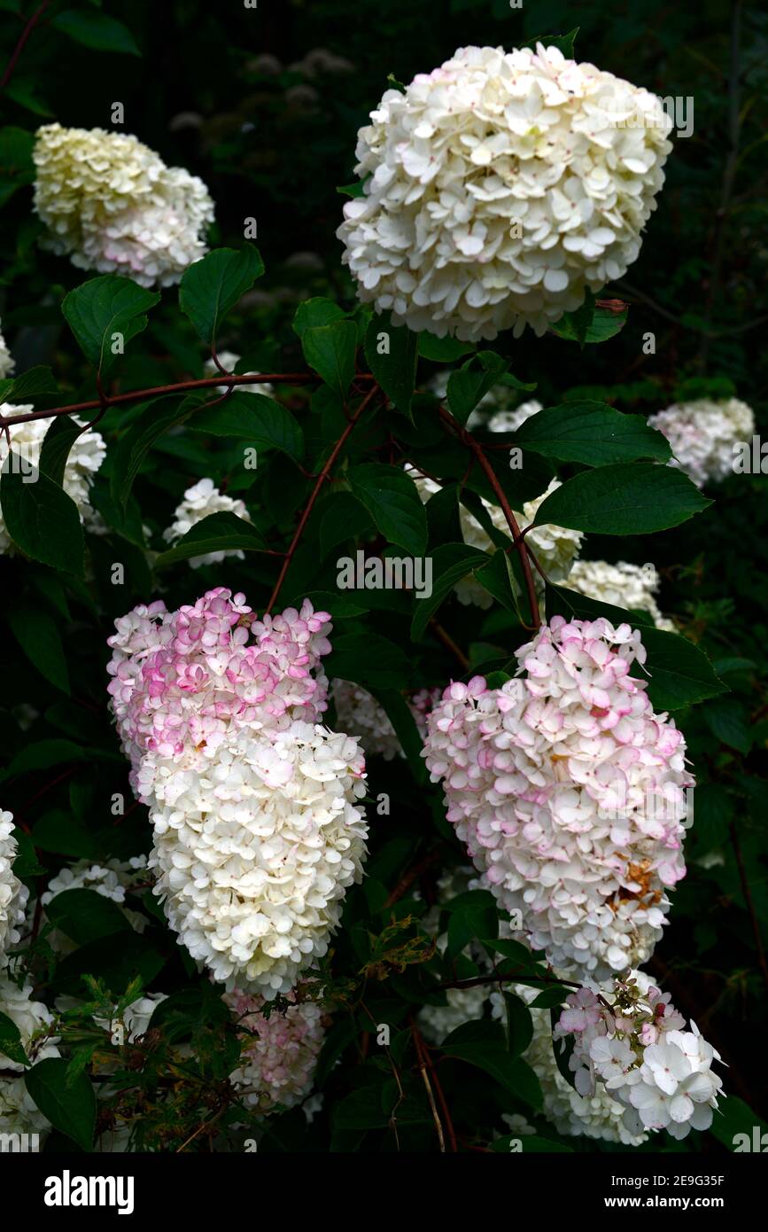 Hydrangea paniculata ruby,hydrangeas,white flowers,white panicles,white ...