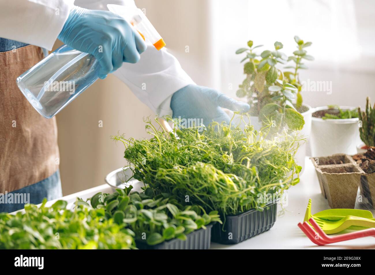 Microgreen sprouts healthy food growing for sale Stock Photo - Alamy