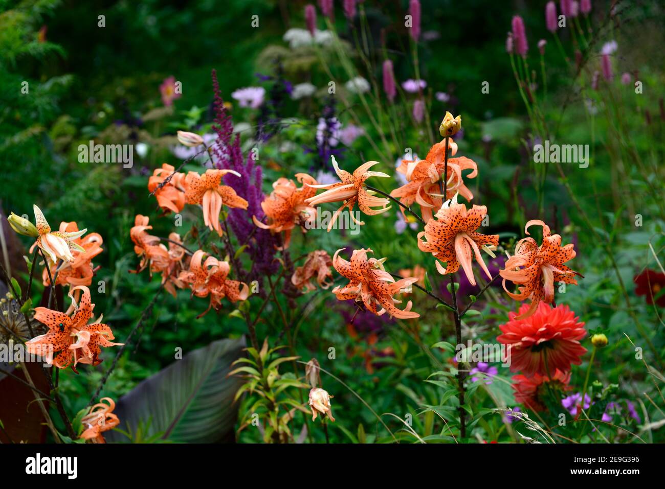 Lilium lancifolium Flore Pleno,tiger lilies,Double Tiger Lily,orange ...
