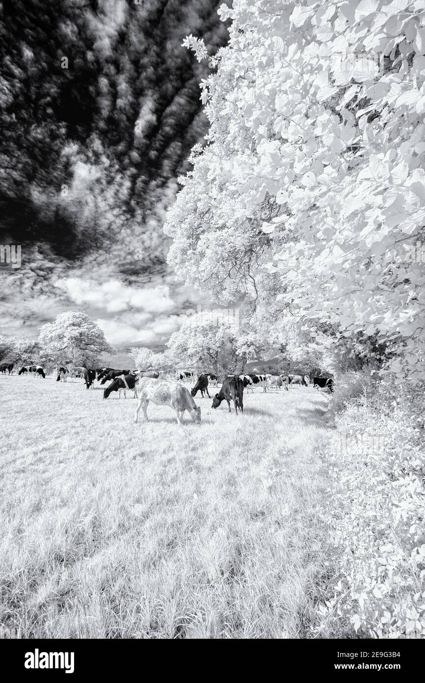 Dairy cows uk cornwall hi-res stock photography and images - Alamy