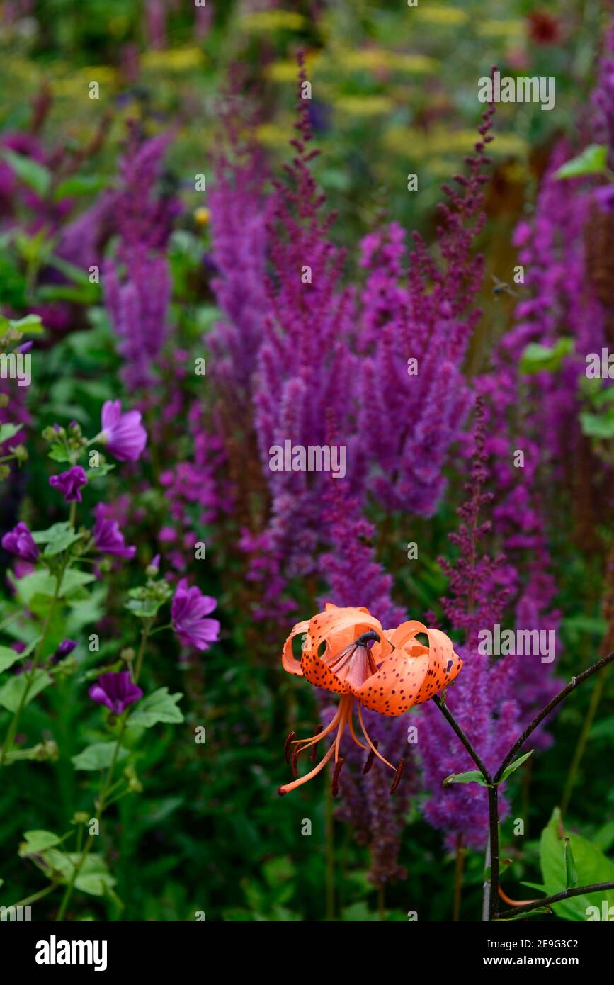 Double orange lily hi-res stock photography and images - Alamy