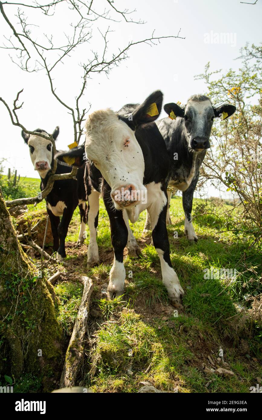 Cows in a field cornwall England uk Stock Photo - Alamy