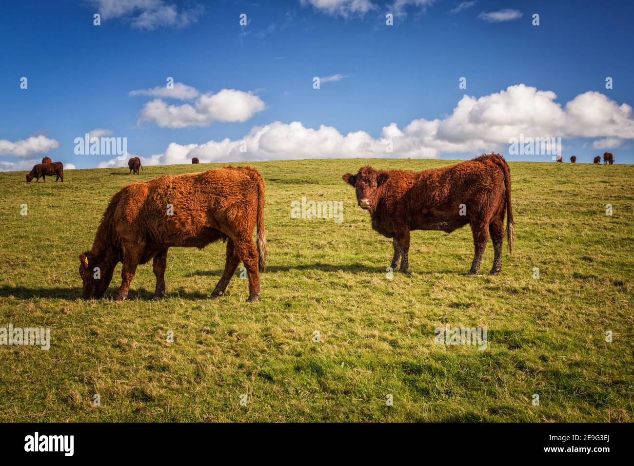 Cows in a field cornwall England uk Stock Photo - Alamy