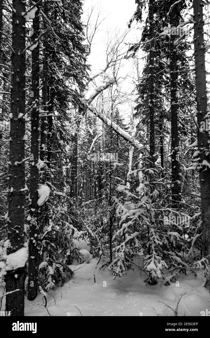 Dead coniferous trees in snow hi-res stock photography and images - Alamy