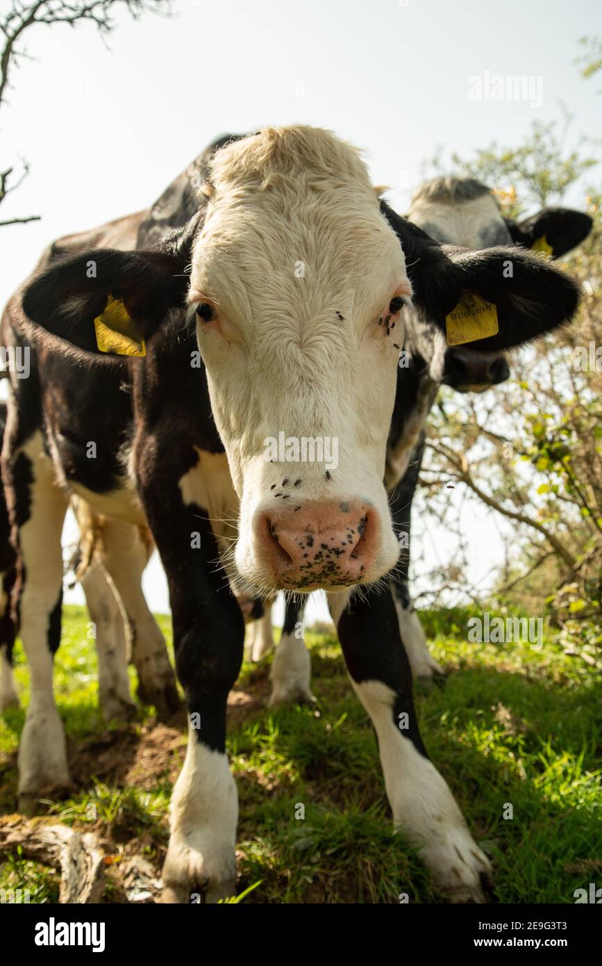 Cornwall bovine hi-res stock photography and images - Alamy
