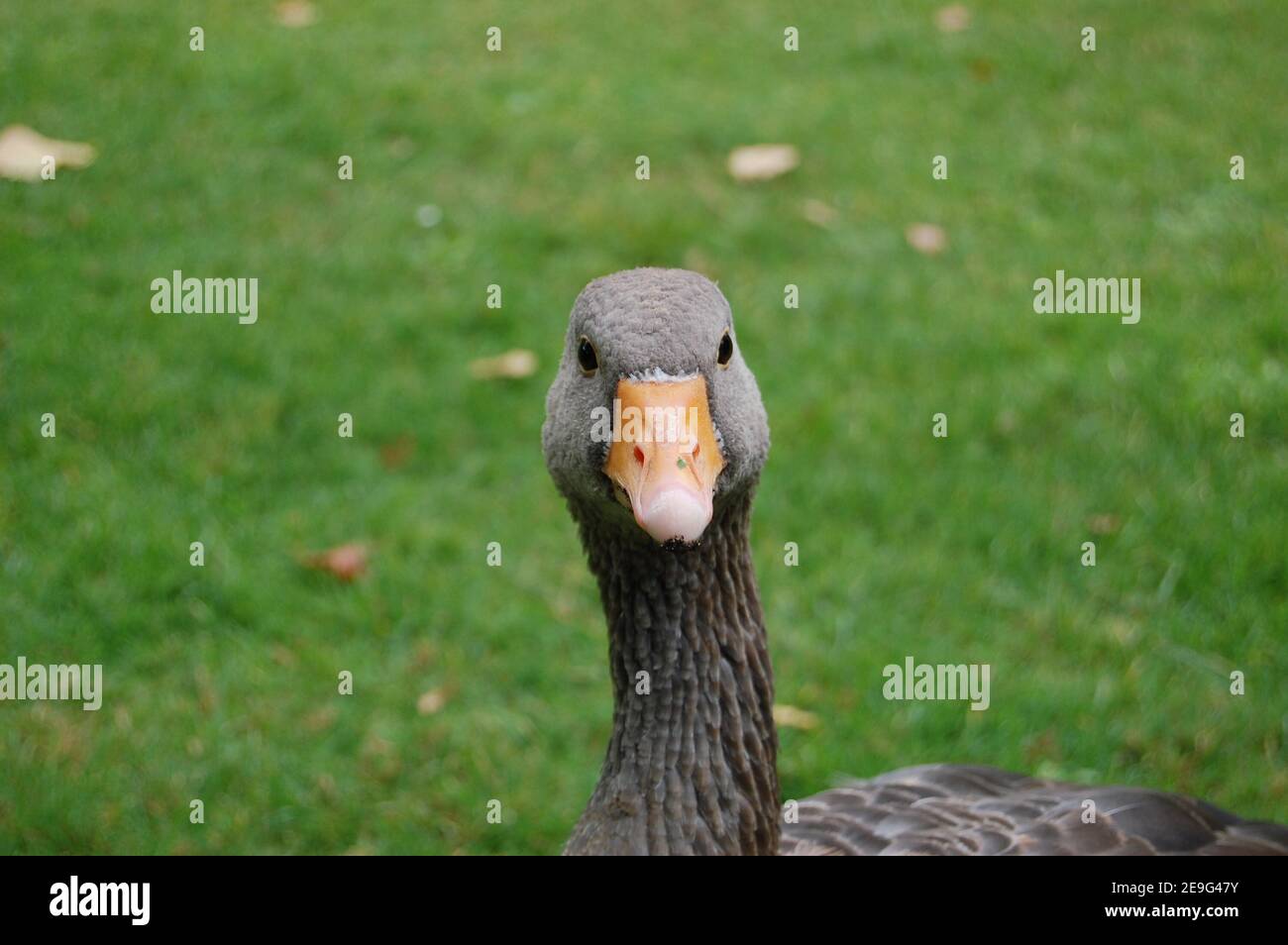 Close up of a greylag goose in Hyde Park, London Stock Photo - Alamy