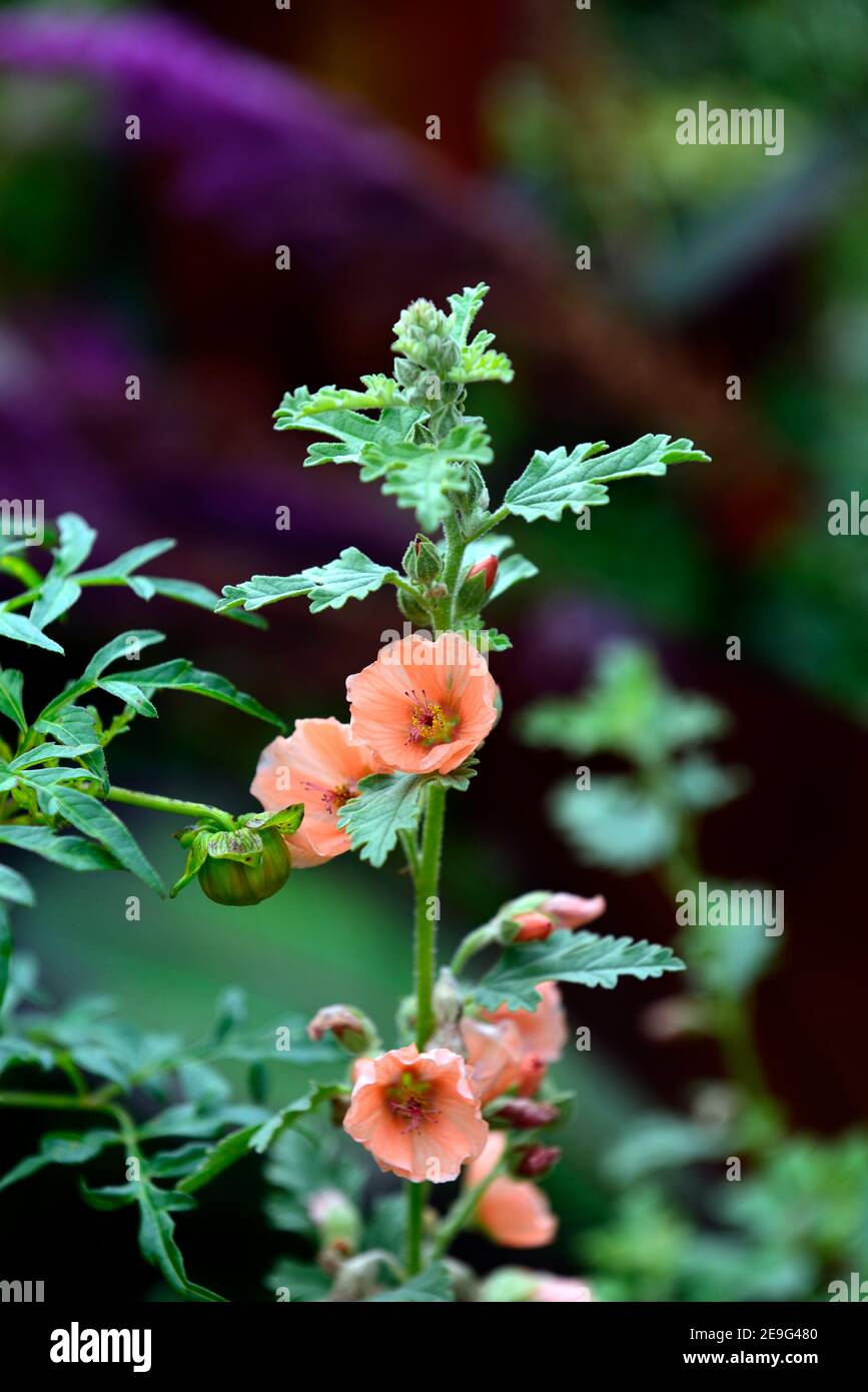 Sphaeralcea Childerley,globe mallow Childerley,apricot orange flowers ...