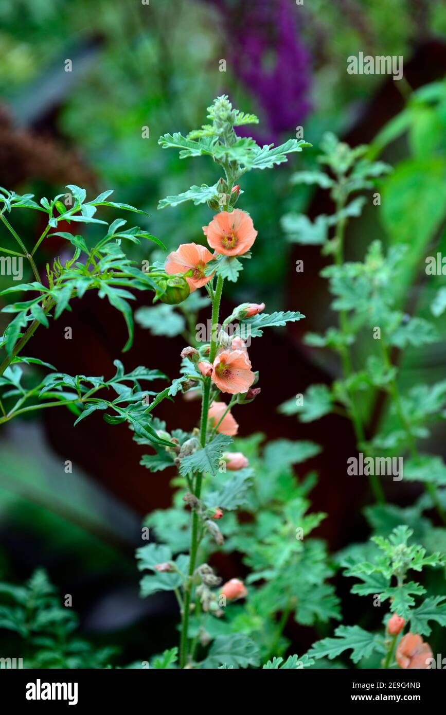Sphaeralcea Childerley,globe mallow Childerley,apricot orange flowers ...
