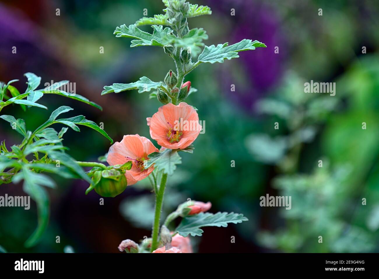 Sphaeralcea Childerley,globe mallow Childerley,apricot orange flowers ...