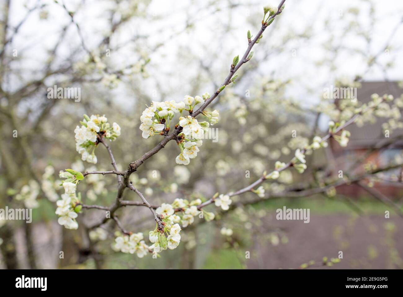Joyous mood hi-res stock photography and images - Alamy