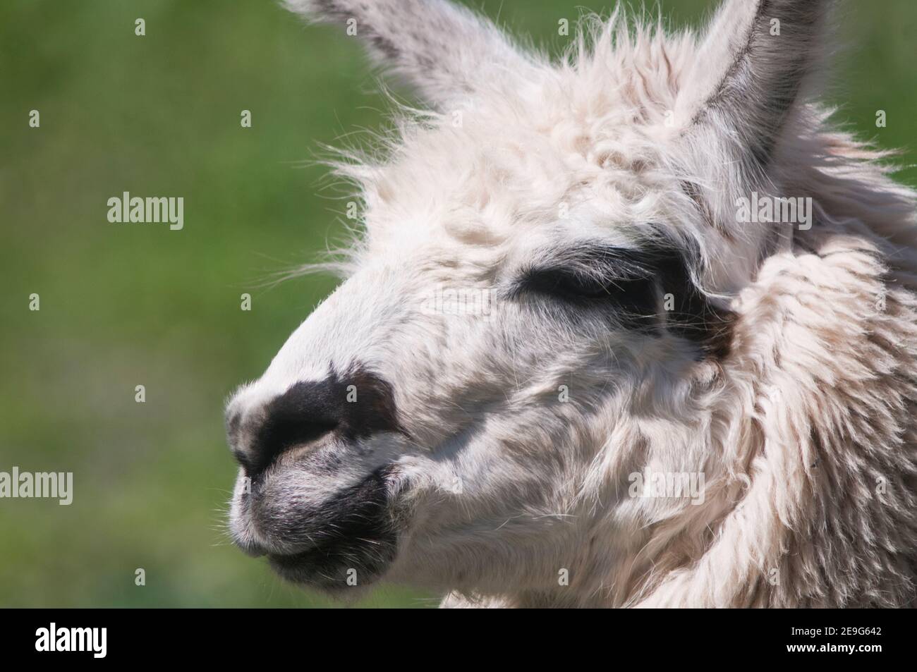 White llama hi-res stock photography and images - Alamy