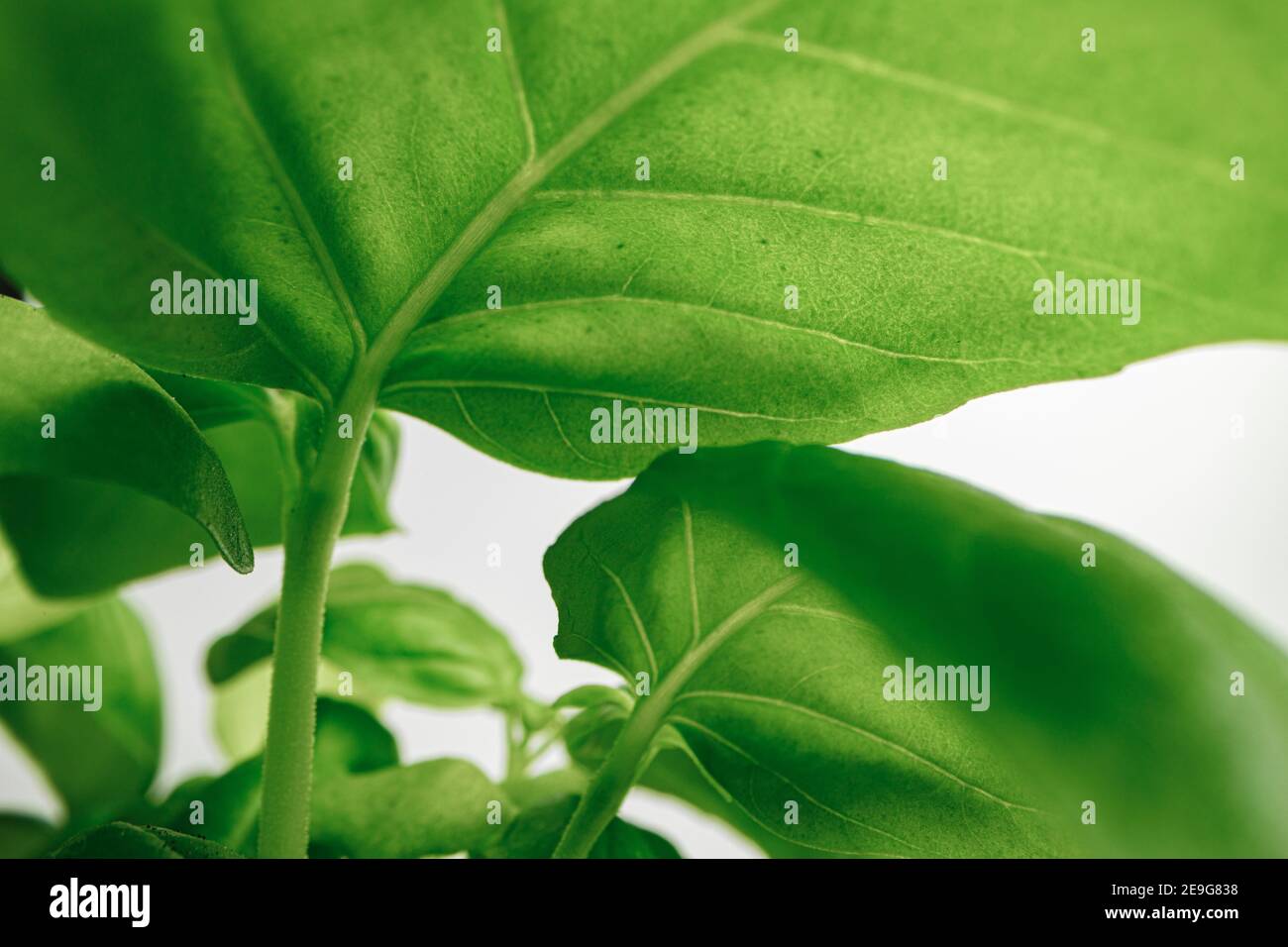 Growing leaves of micro green plant macro Stock Photo - Alamy