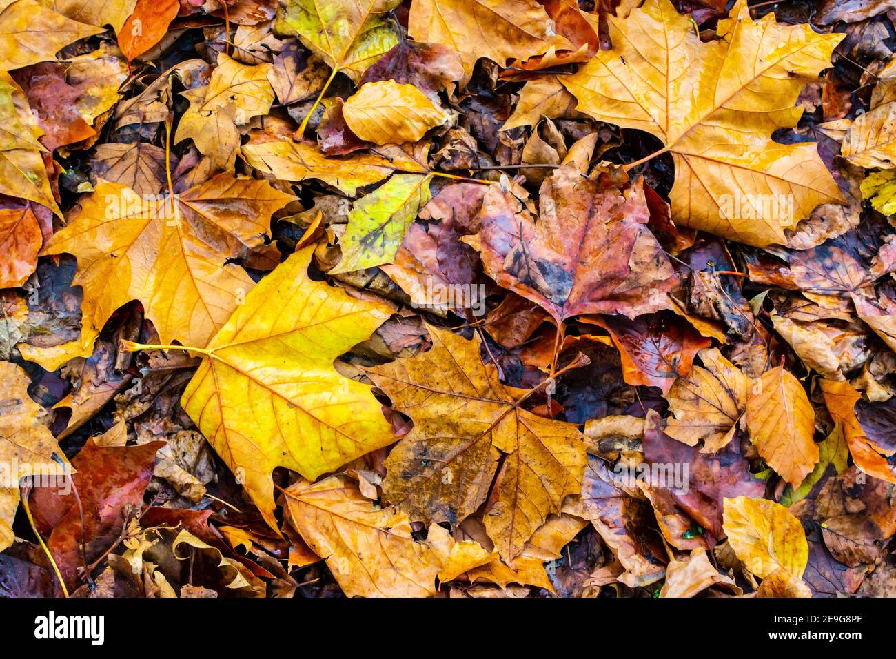 Autumn leaves on the floor Stock Photo - Alamy