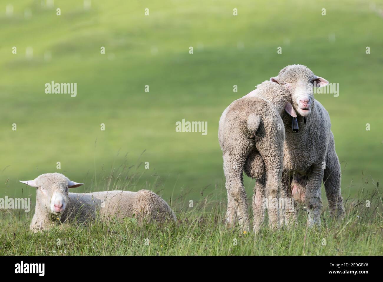 Animal testicles hi-res stock photography and images - Alamy