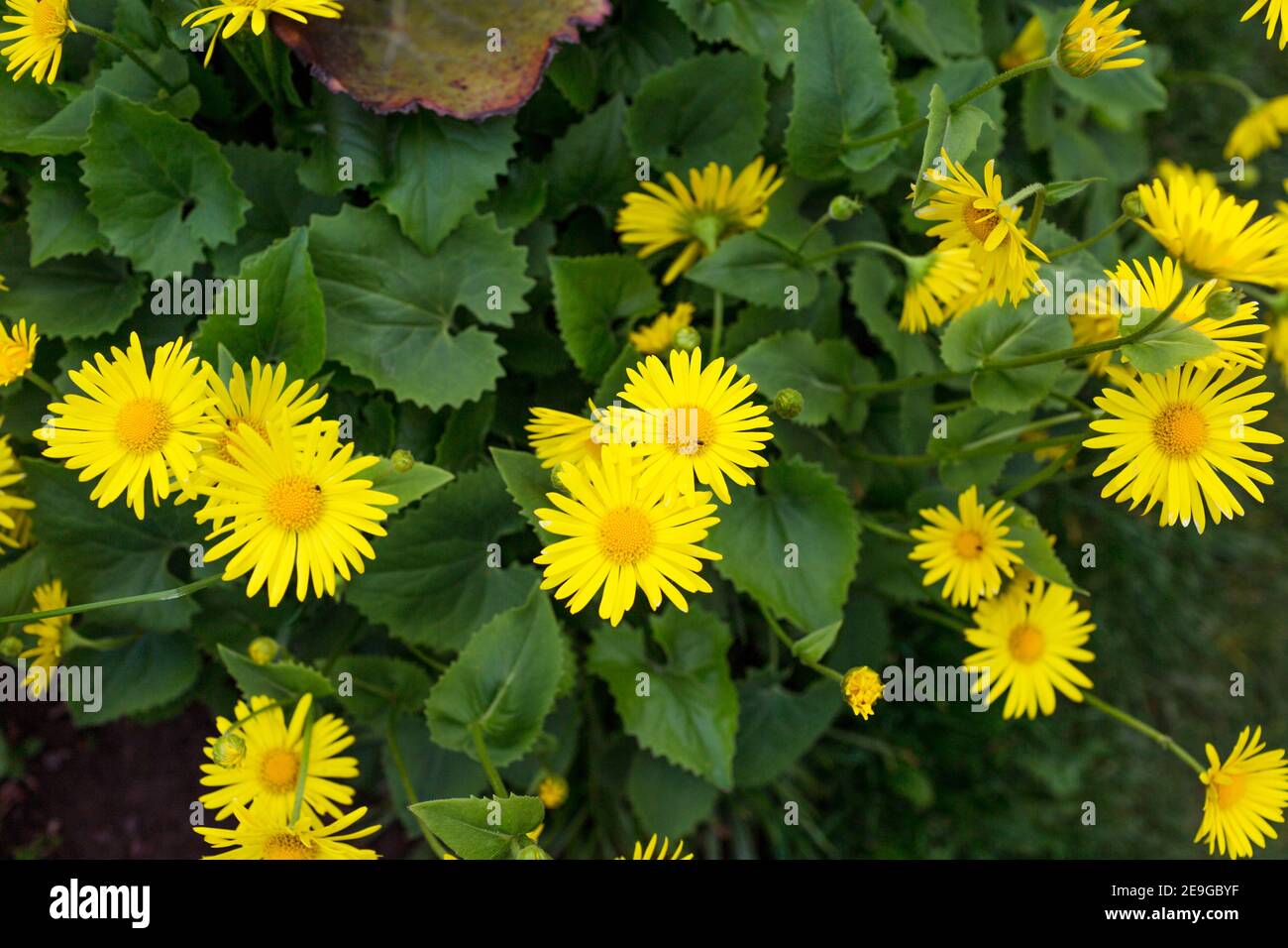 spring ones. yellow flowers growing in the garden top view Stock Photo ...