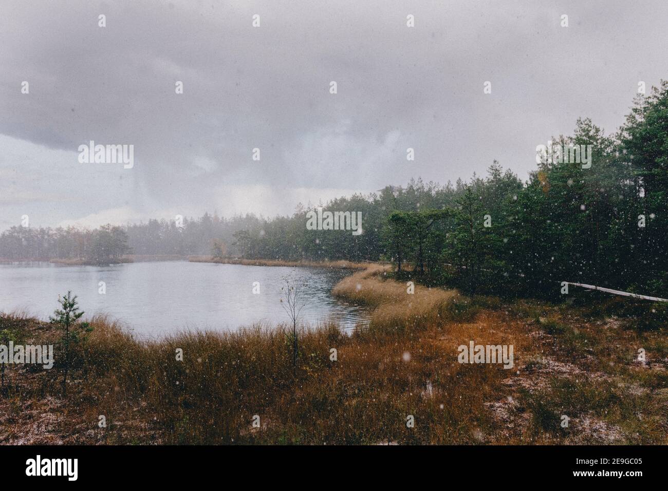 Beautiful nature scene with falling snowflakes falling on an forest ...