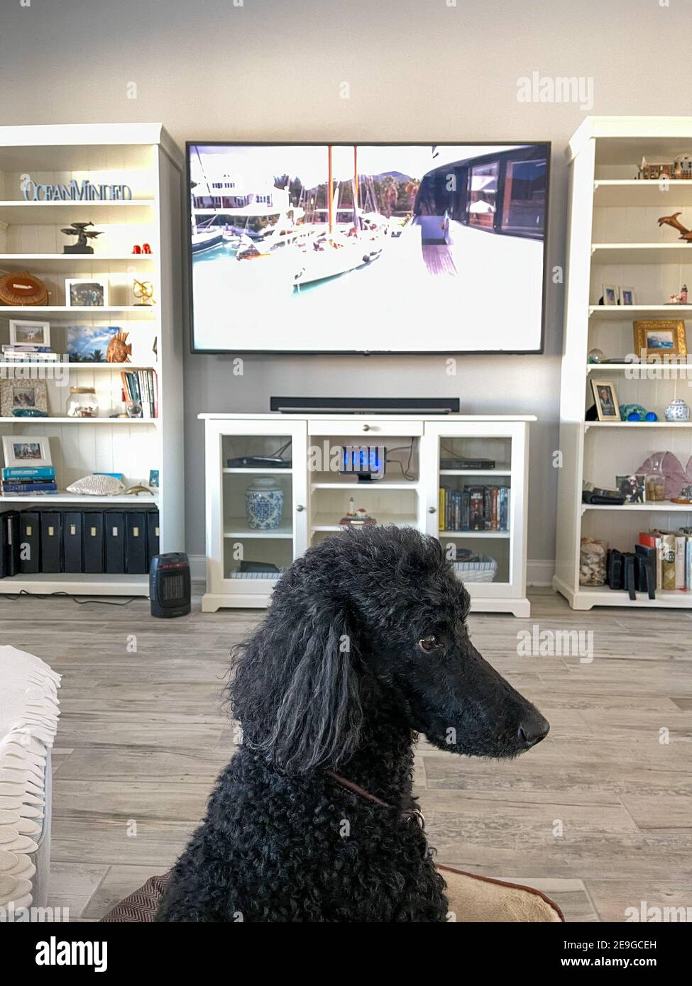Orlando, FL USA - January 22, 2021: A black standard poodle watching ...