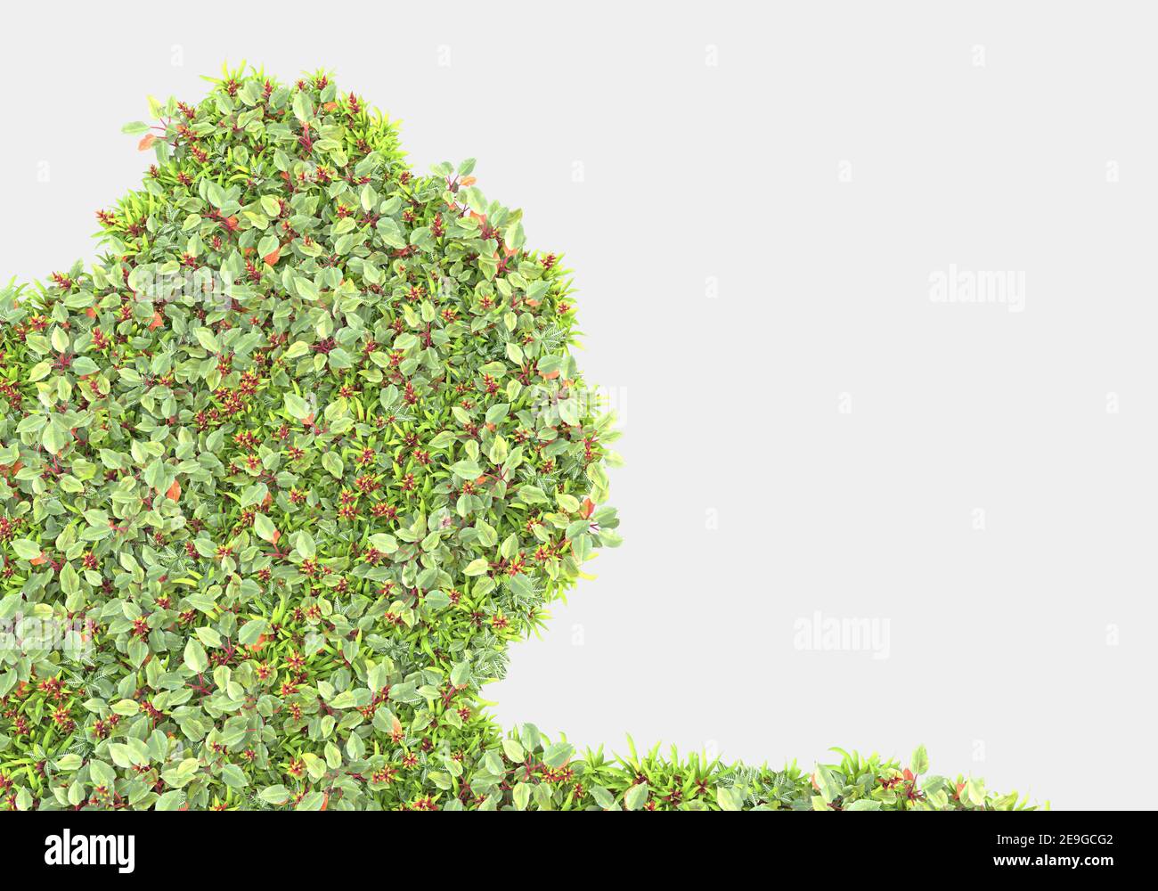 Wild bush with flowers isolated on grey background. 3d rendering ...