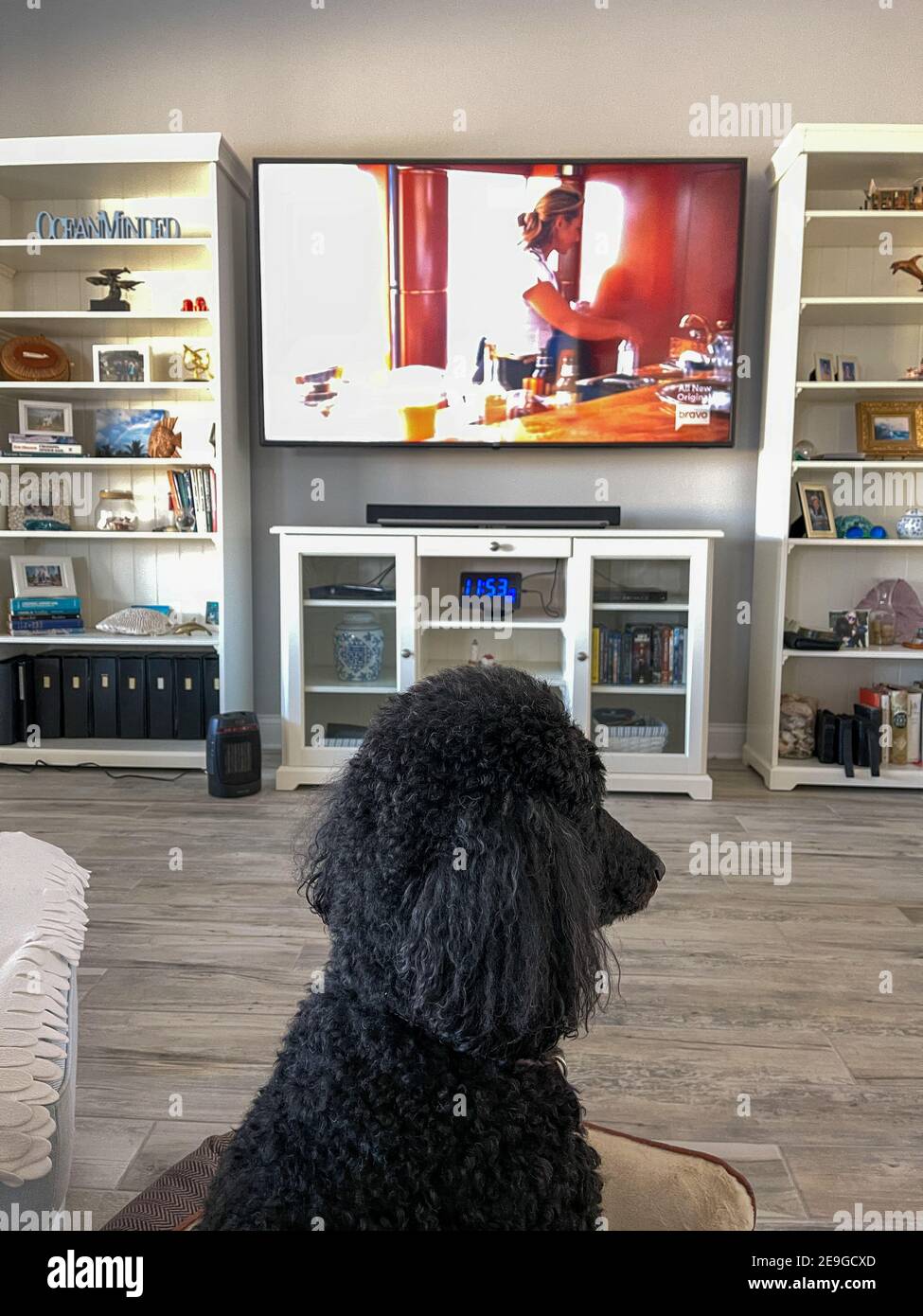 Orlando, FL USA - January 22, 2021: A black standard poodle watching ...