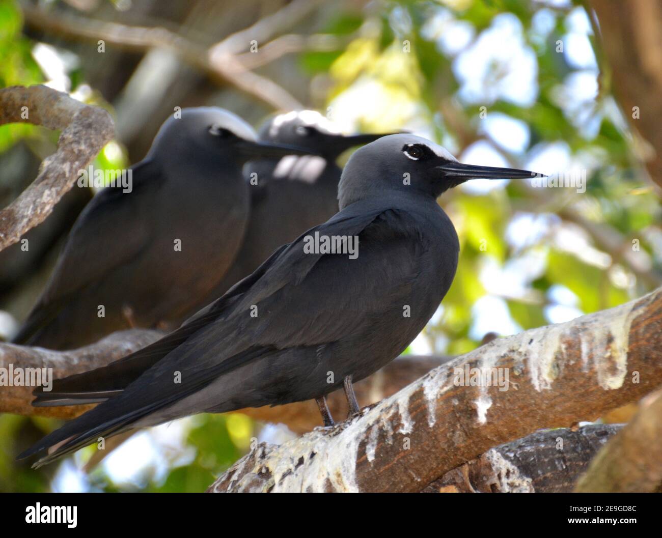 Three black noddy birds on a guano poop covered tree branch on the ...