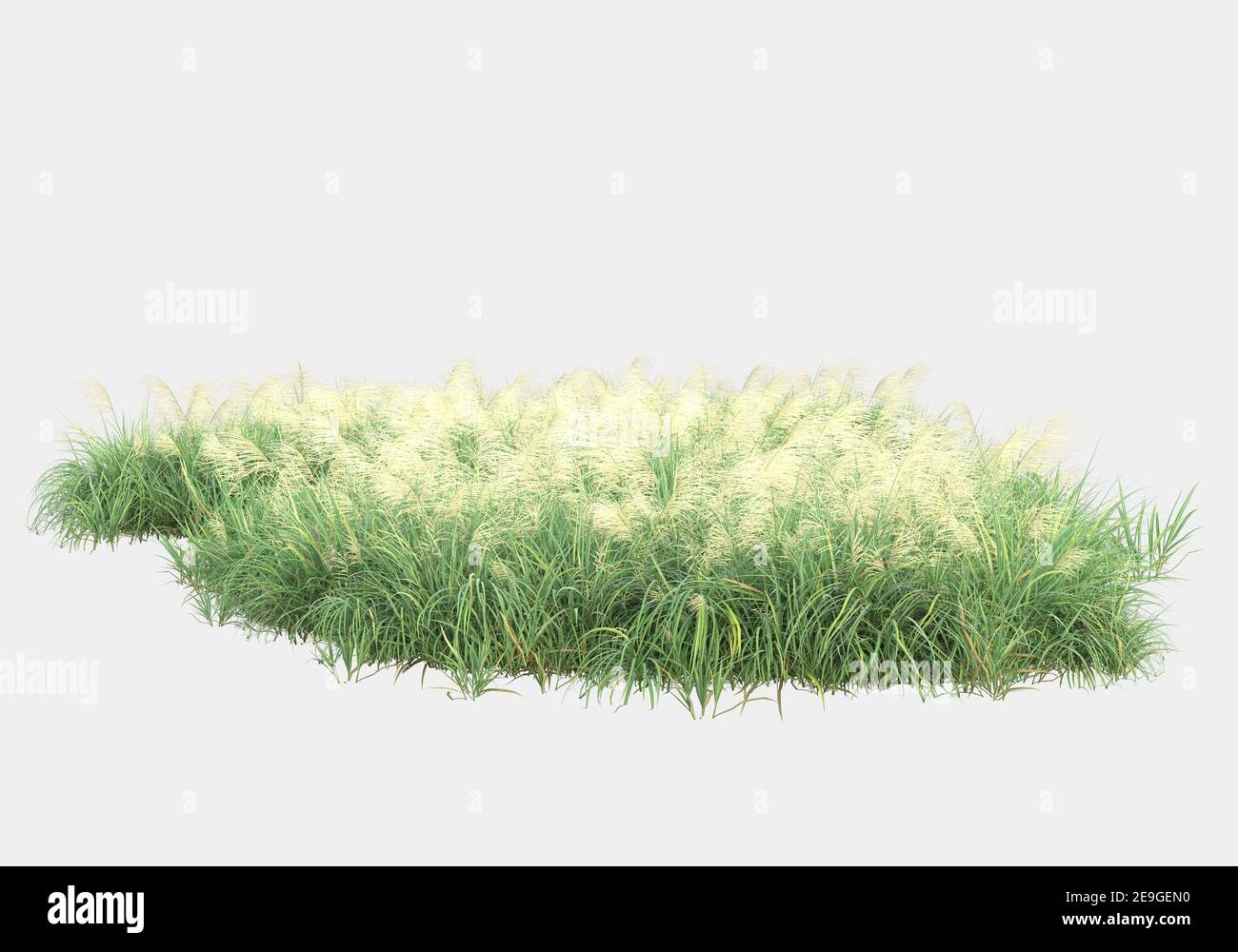 Wild grass isolated on white and black background for banners. 3d ...