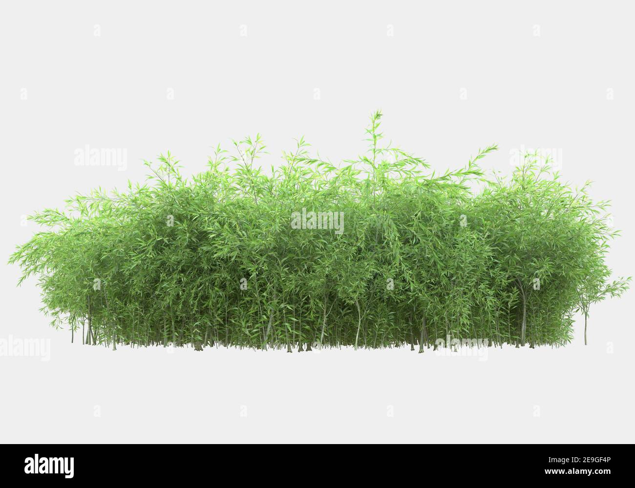 Wild bush with flowers isolated on grey background. 3d rendering ...