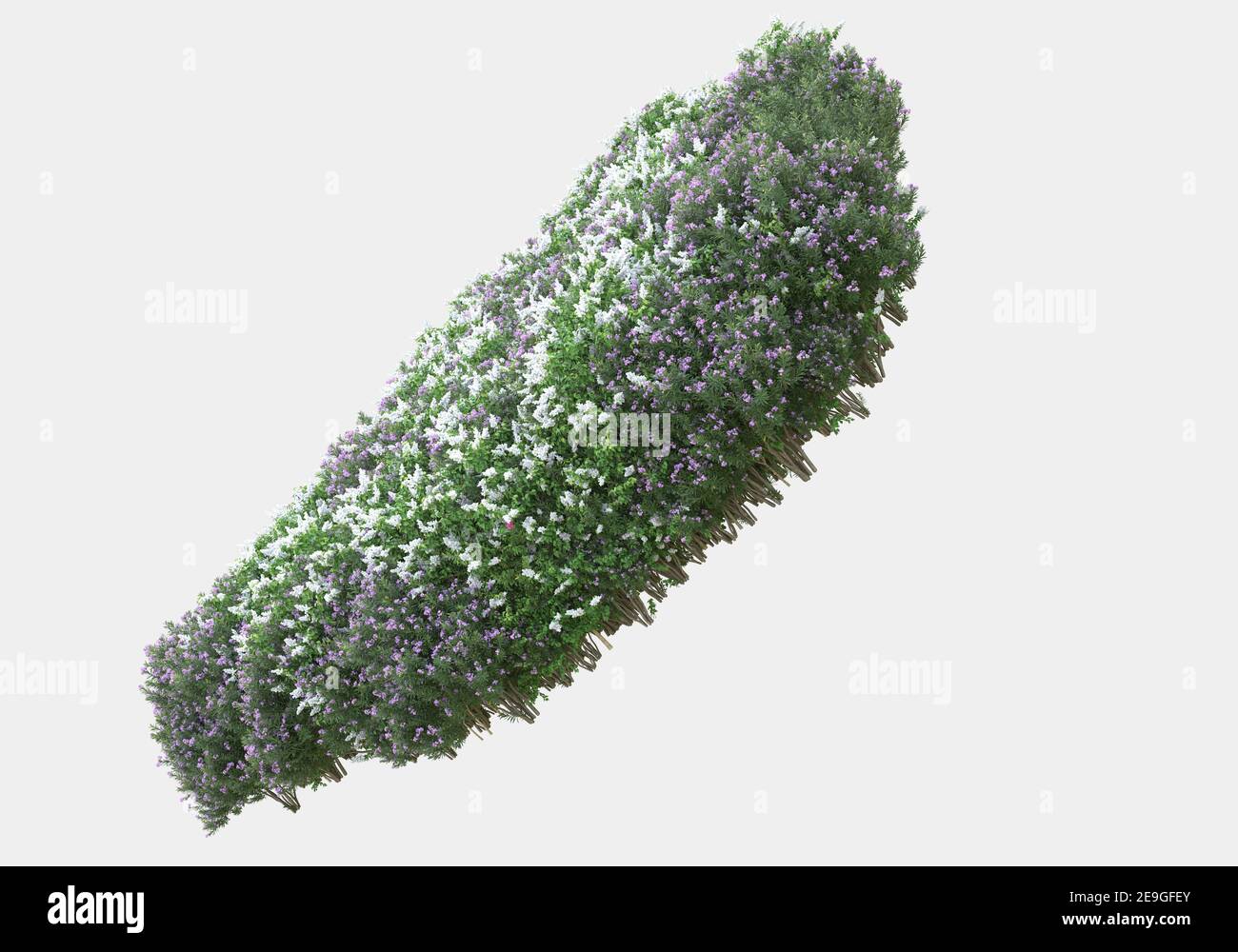 Wild bush with flowers isolated on grey background. 3d rendering ...