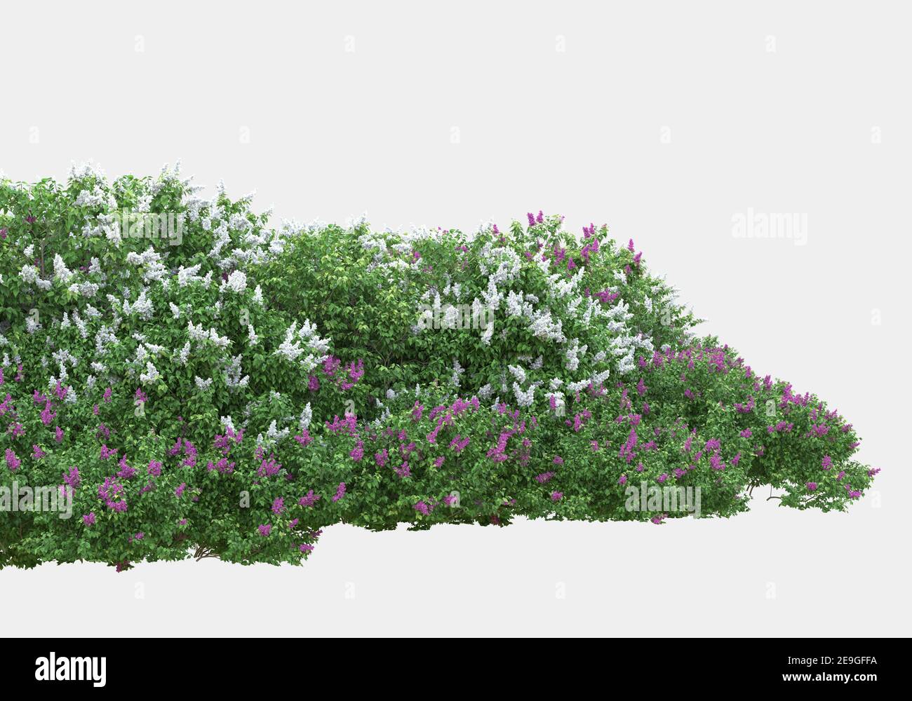 Wild bush with flowers isolated on grey background. 3d rendering ...