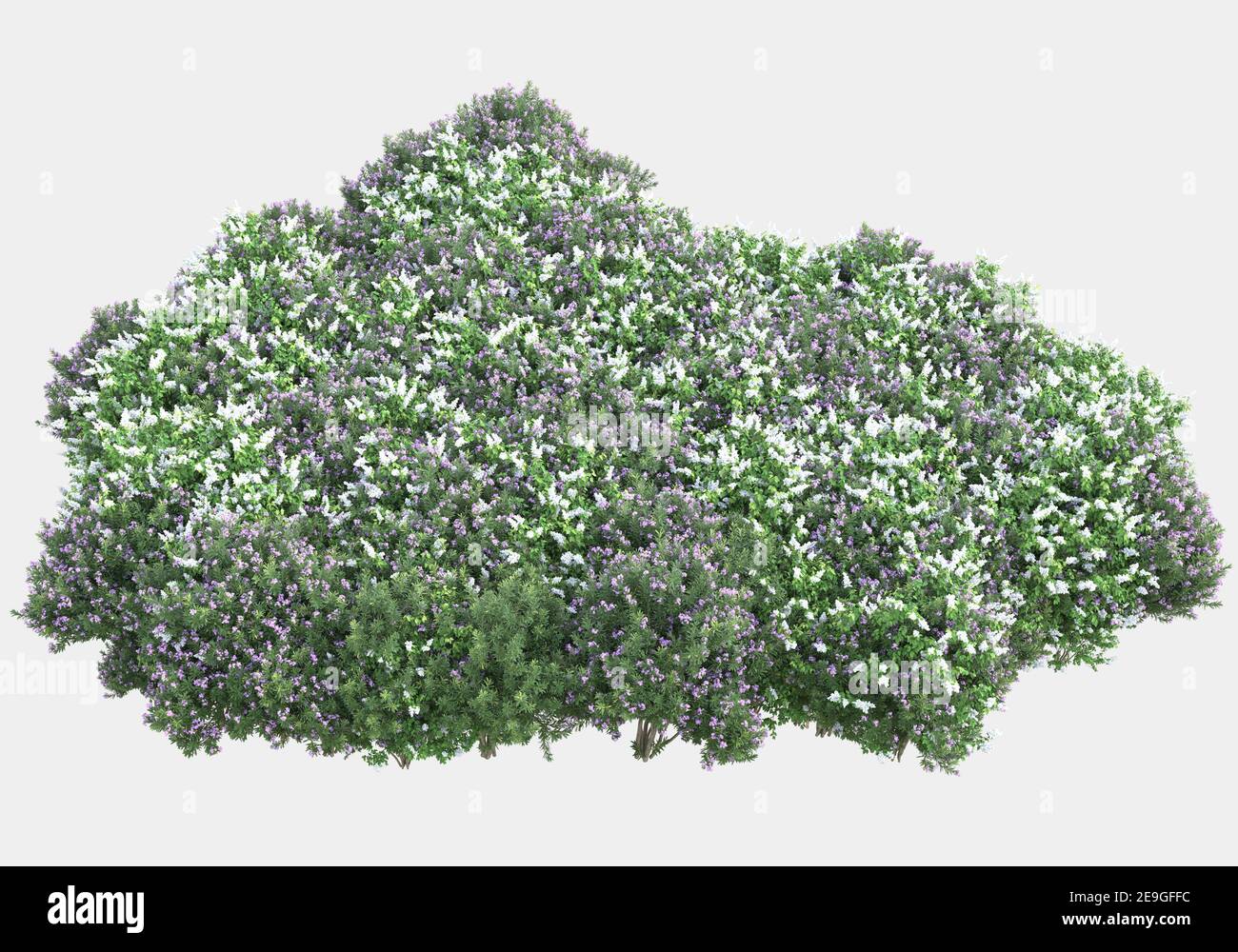 Wild bush with flowers isolated on grey background. 3d rendering ...