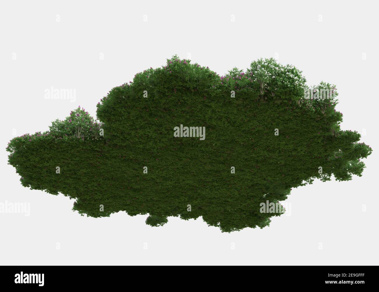 Wild bush with flowers isolated on grey background. 3d rendering ...