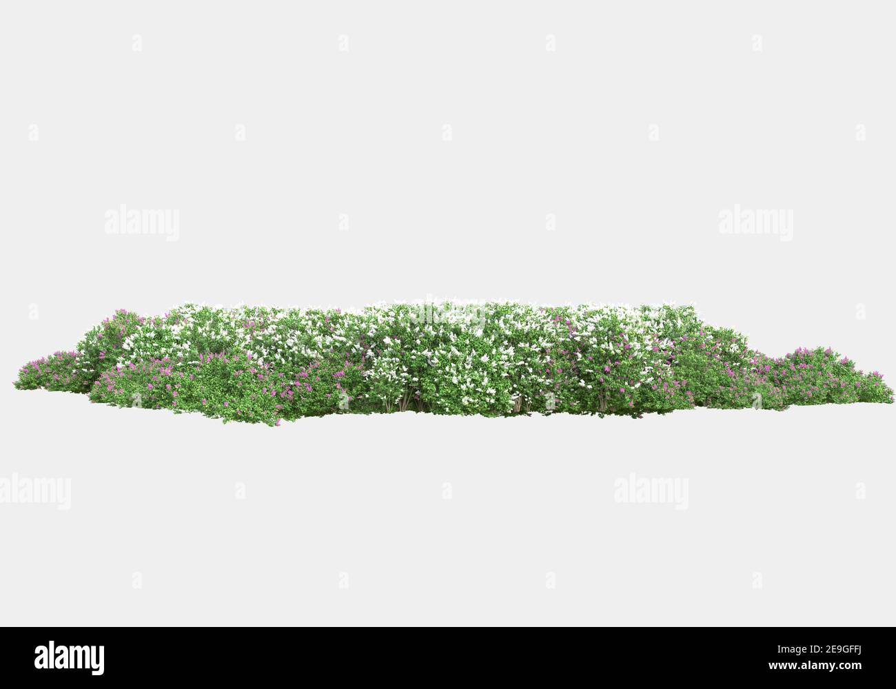 Wild bush with flowers isolated on grey background. 3d rendering ...