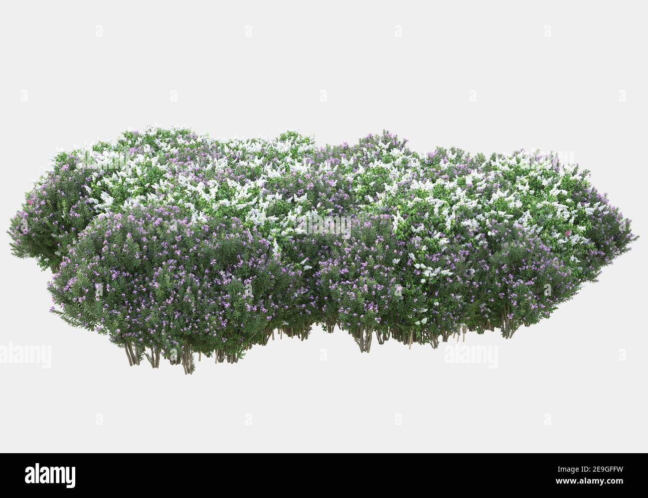 Wild bush with flowers isolated on grey background. 3d rendering ...
