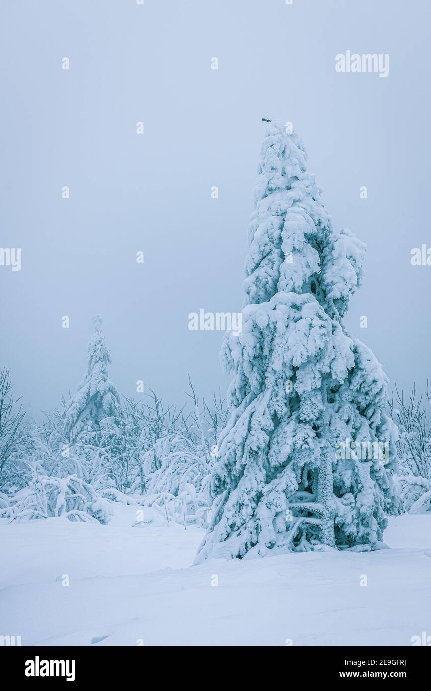 Snow load on tree hi-res stock photography and images - Alamy
