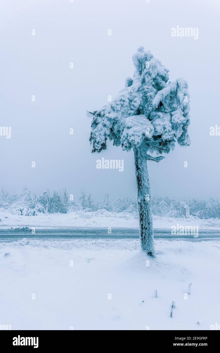 Snow-covered tree after heavy snowfall Stock Photo - Alamy