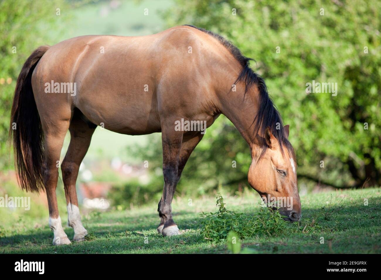 Criollo horse hi-res stock photography and images - Alamy