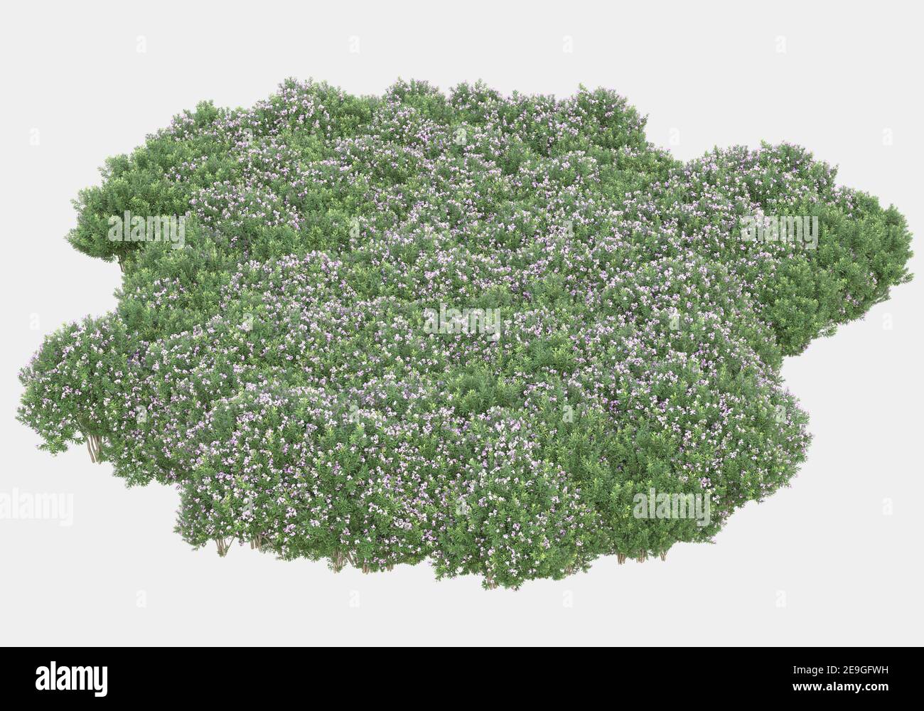 Wild bush with flowers isolated on grey background. 3d rendering ...