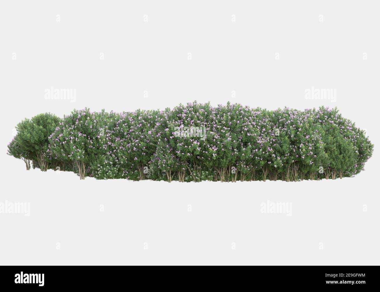 Wild bush with flowers isolated on grey background. 3d rendering ...