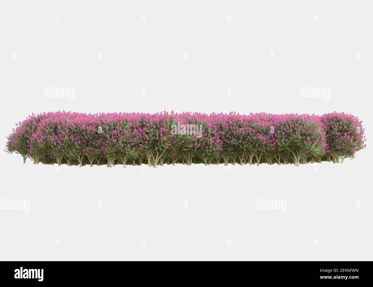Wild bush with flowers isolated on grey background. 3d rendering ...