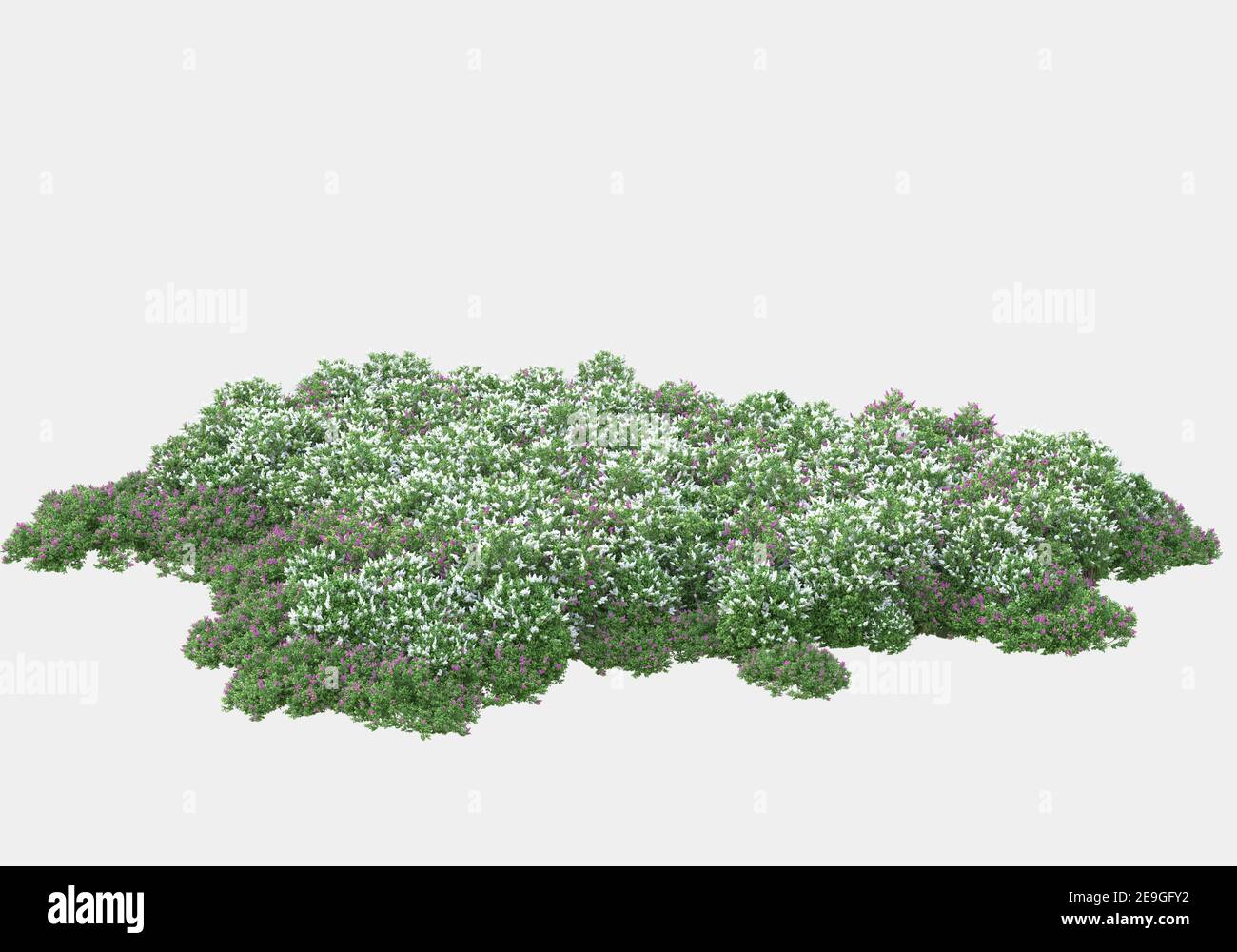 Wild bush with flowers isolated on grey background. 3d rendering ...