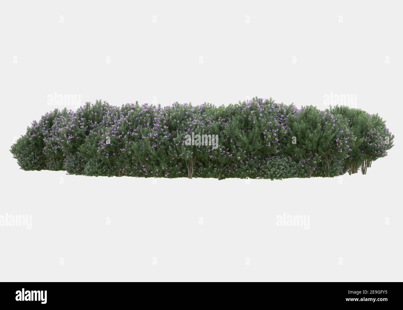 Wild bush with flowers isolated on grey background. 3d rendering ...