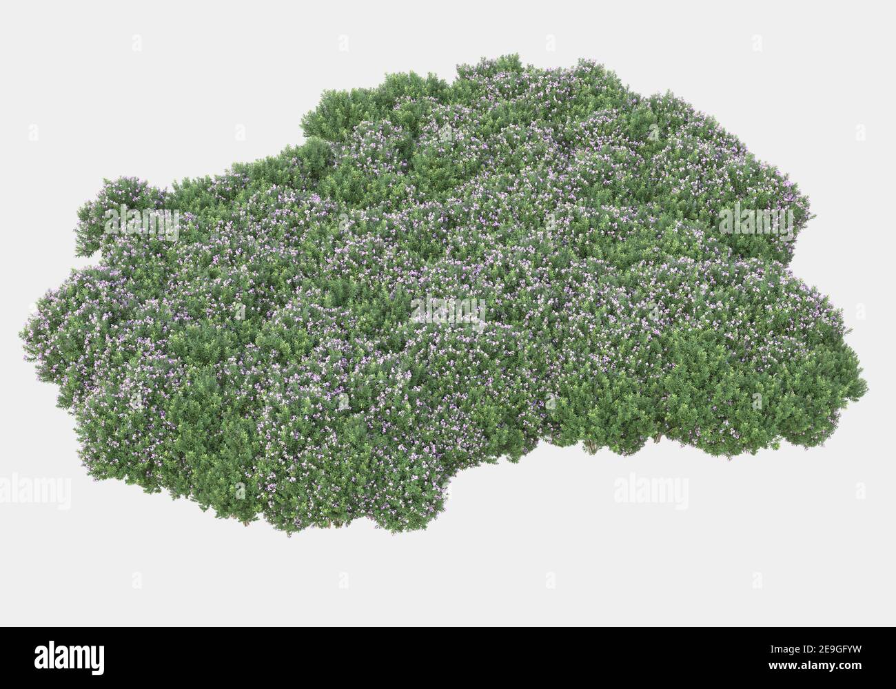 Wild bush with flowers isolated on grey background. 3d rendering ...