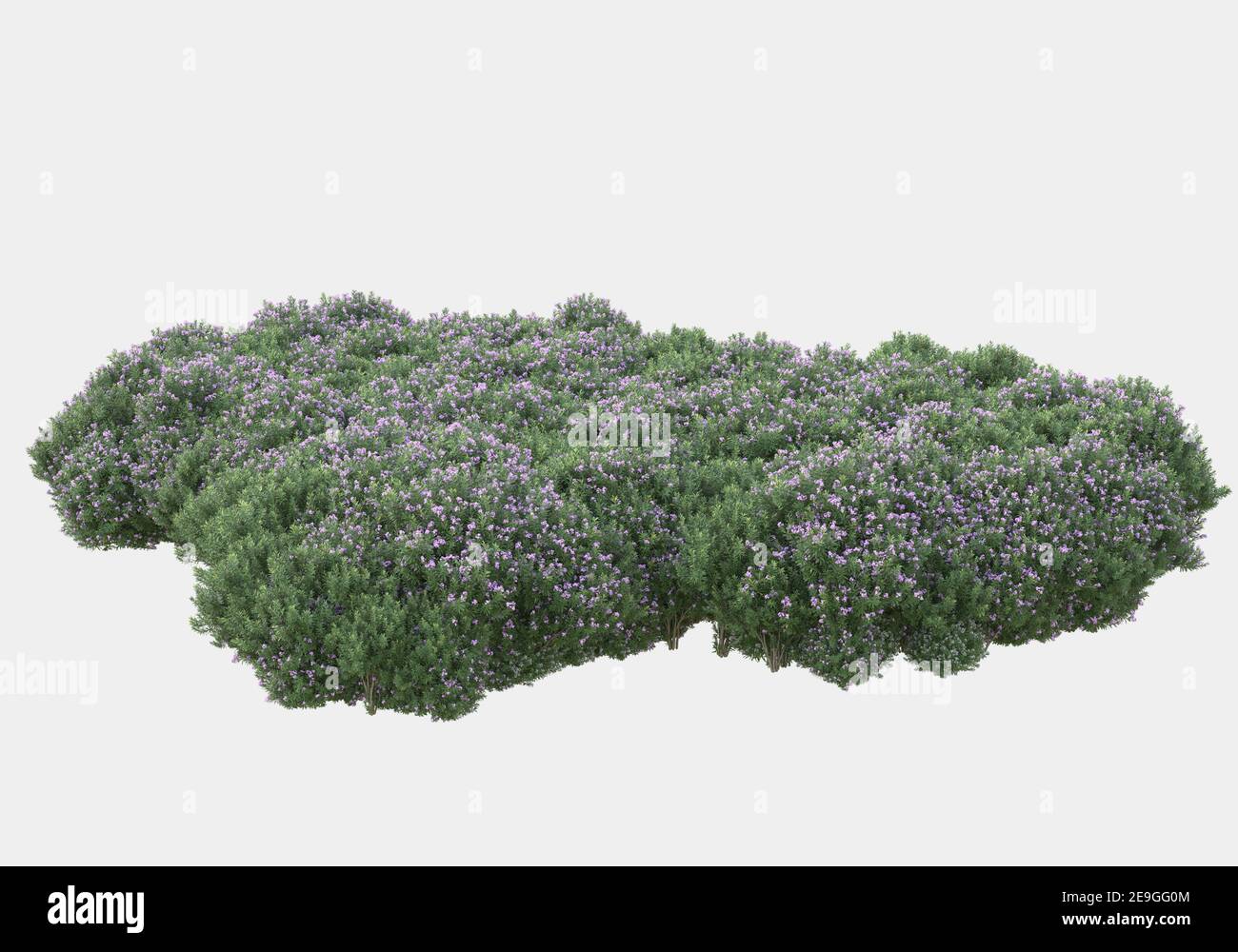 Wild bush with flowers isolated on grey background. 3d rendering ...