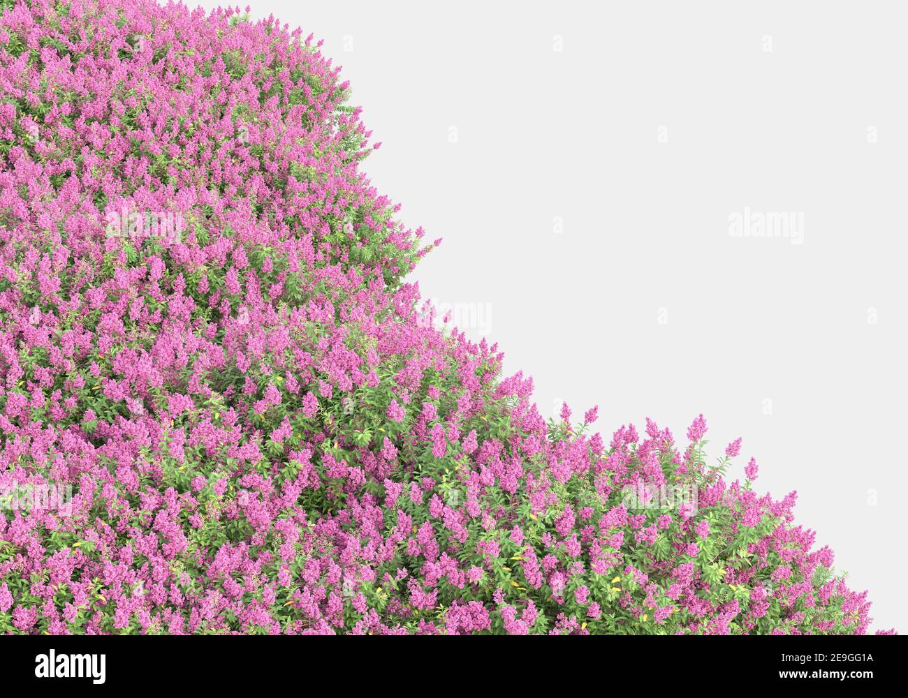 Wild bush with flowers isolated on grey background. 3d rendering ...