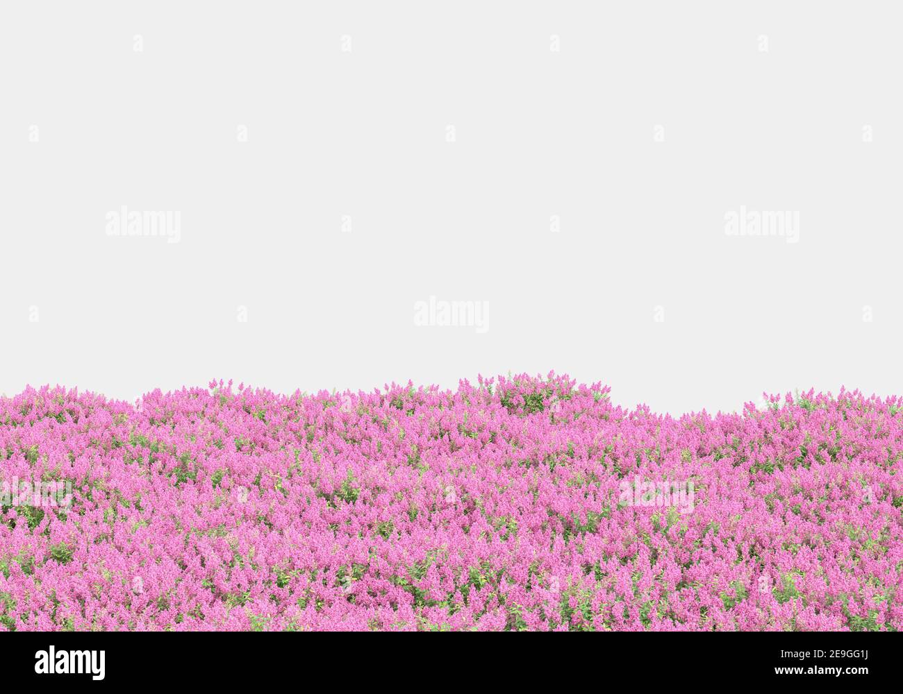 Wild bush with flowers isolated on grey background. 3d rendering ...